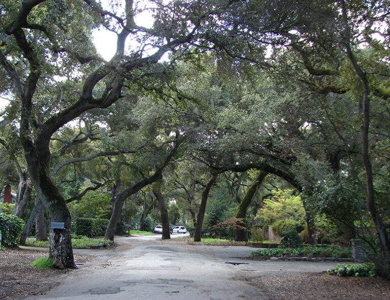 A Primer On Valley Oaks And Coast Live Oaks | Menlo Oaks Tree Advocacy